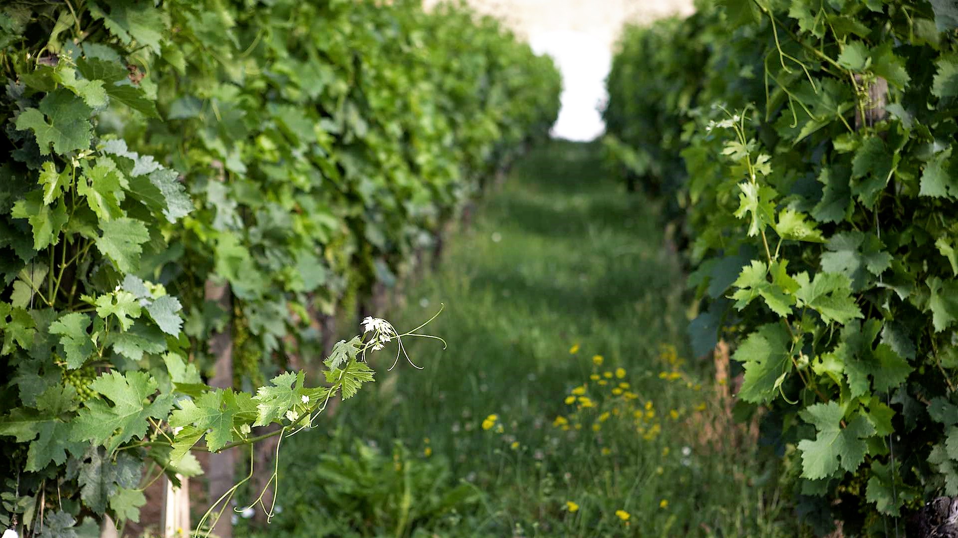 La Fleur de Rocheyron - Peter Sisseck 2016 – Bestil i dag - Løgismose