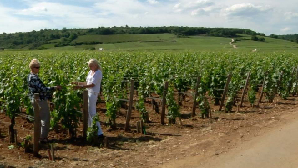 Meursault Blagny 1. Cru 2009 – Bestil i dag - Løgismose